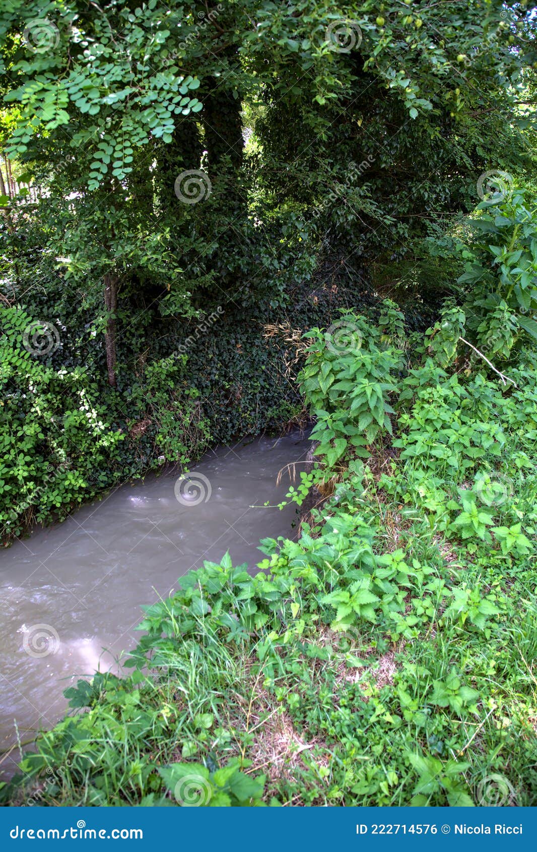 Stream of Water in the Shade Hidden by Trees Stock Photo - Image of ...