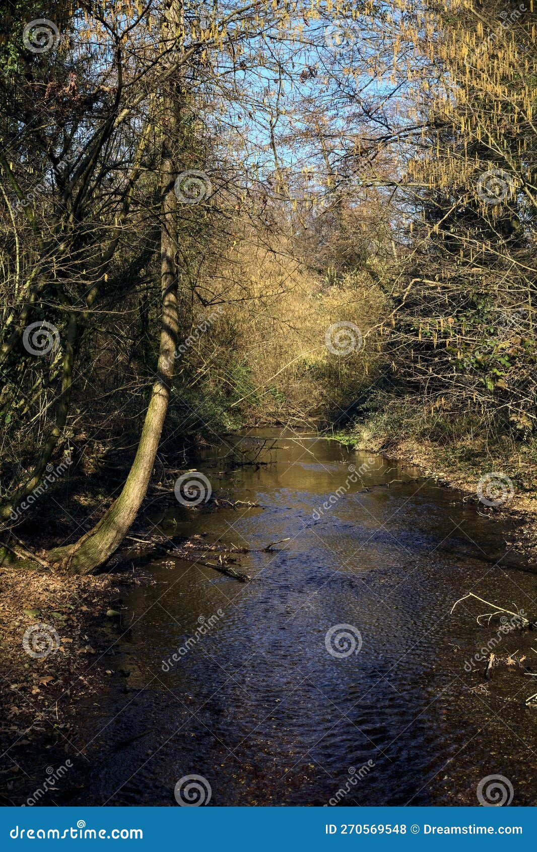Stream of Water with Trees Arching on it in a Forest on a Sunny Day in ...