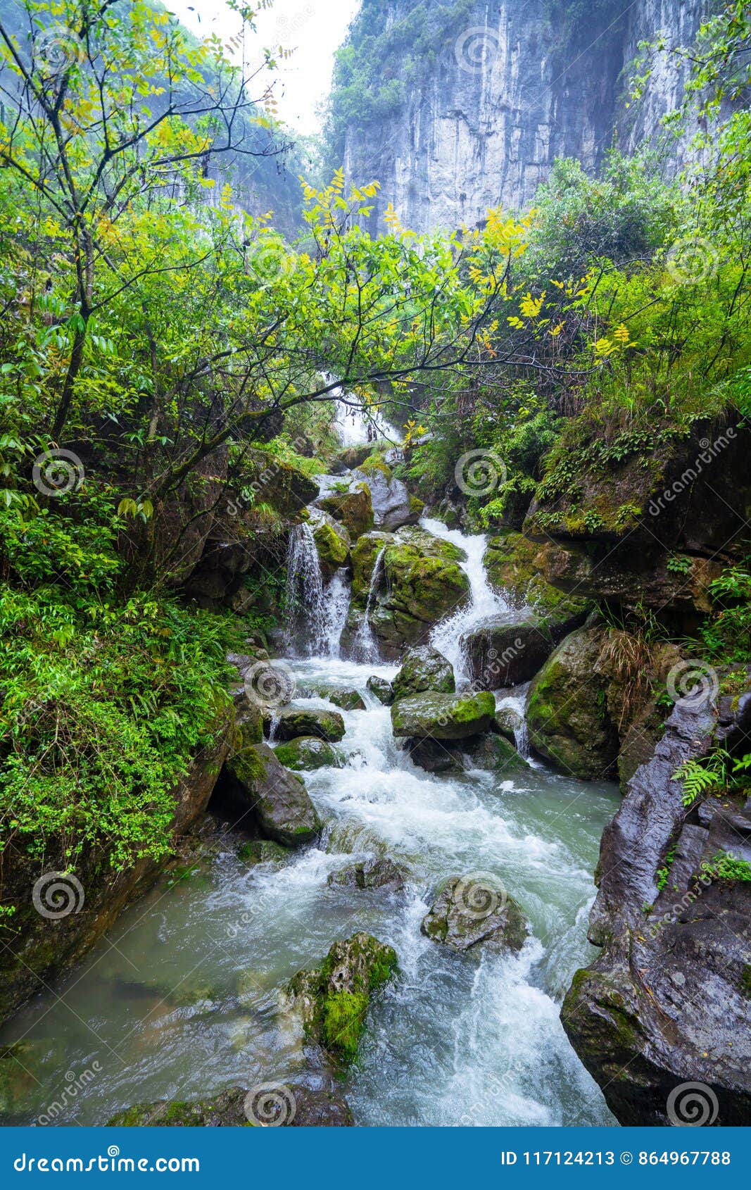 A Waterfall Stream in the Forest Stock Image - Image of forests, nature ...