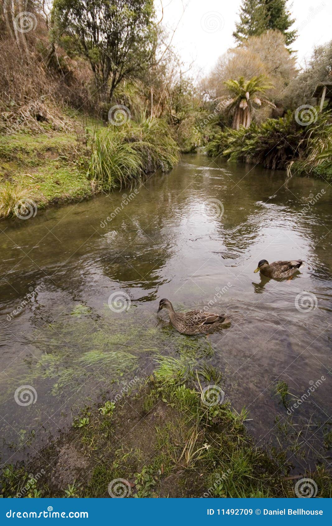 Stream and wildlife stock image. Image of hike, ducks - 11492709
