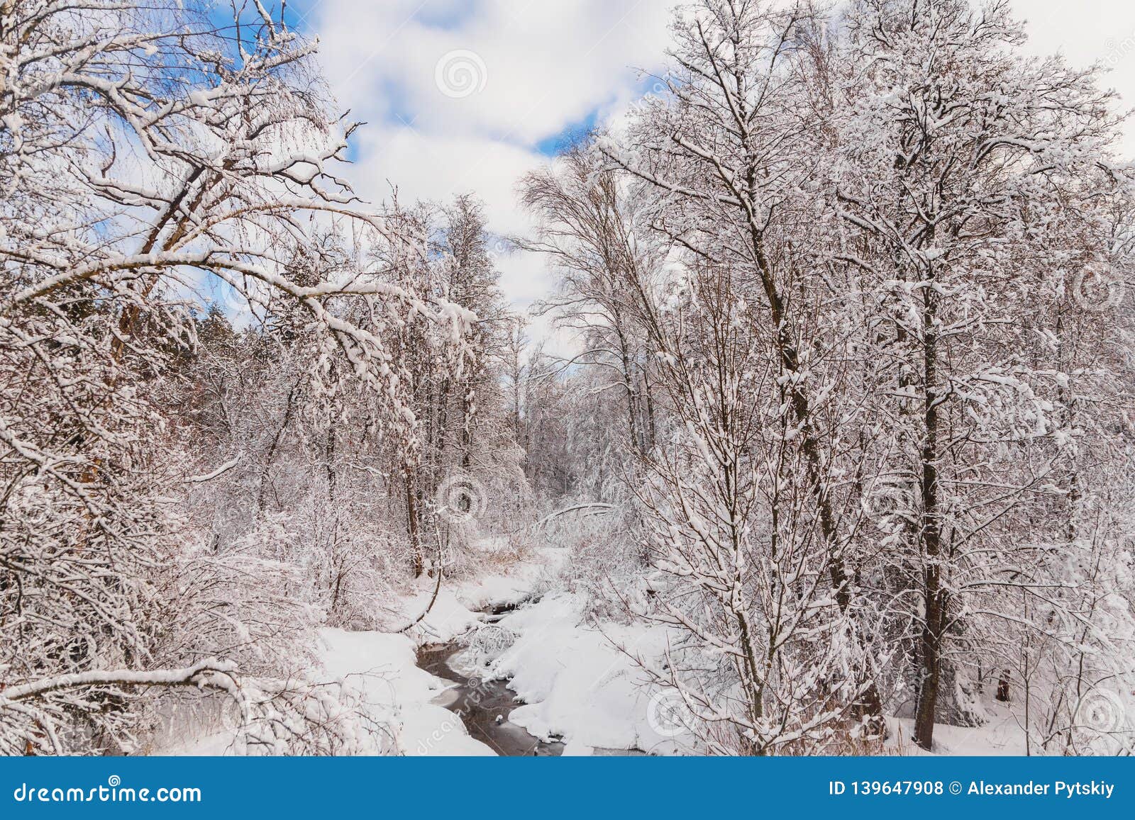Stream in the Winter Forest. Tall Trees Bent Over Water Stock Photo ...