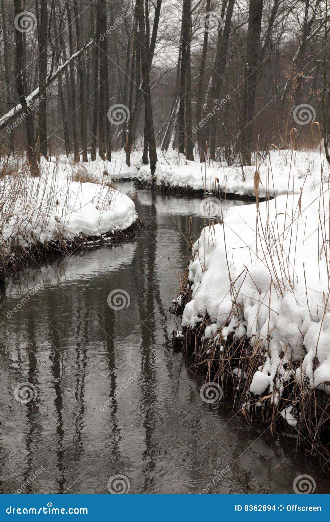 Stream in winter wood stock photo. Image of frost, tree - 8362894