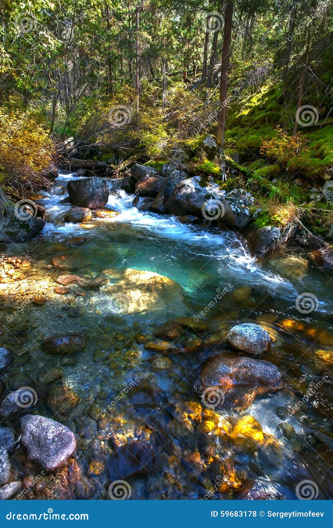Stream in the wood. stock photo. Image of fresh, plant - 59683178