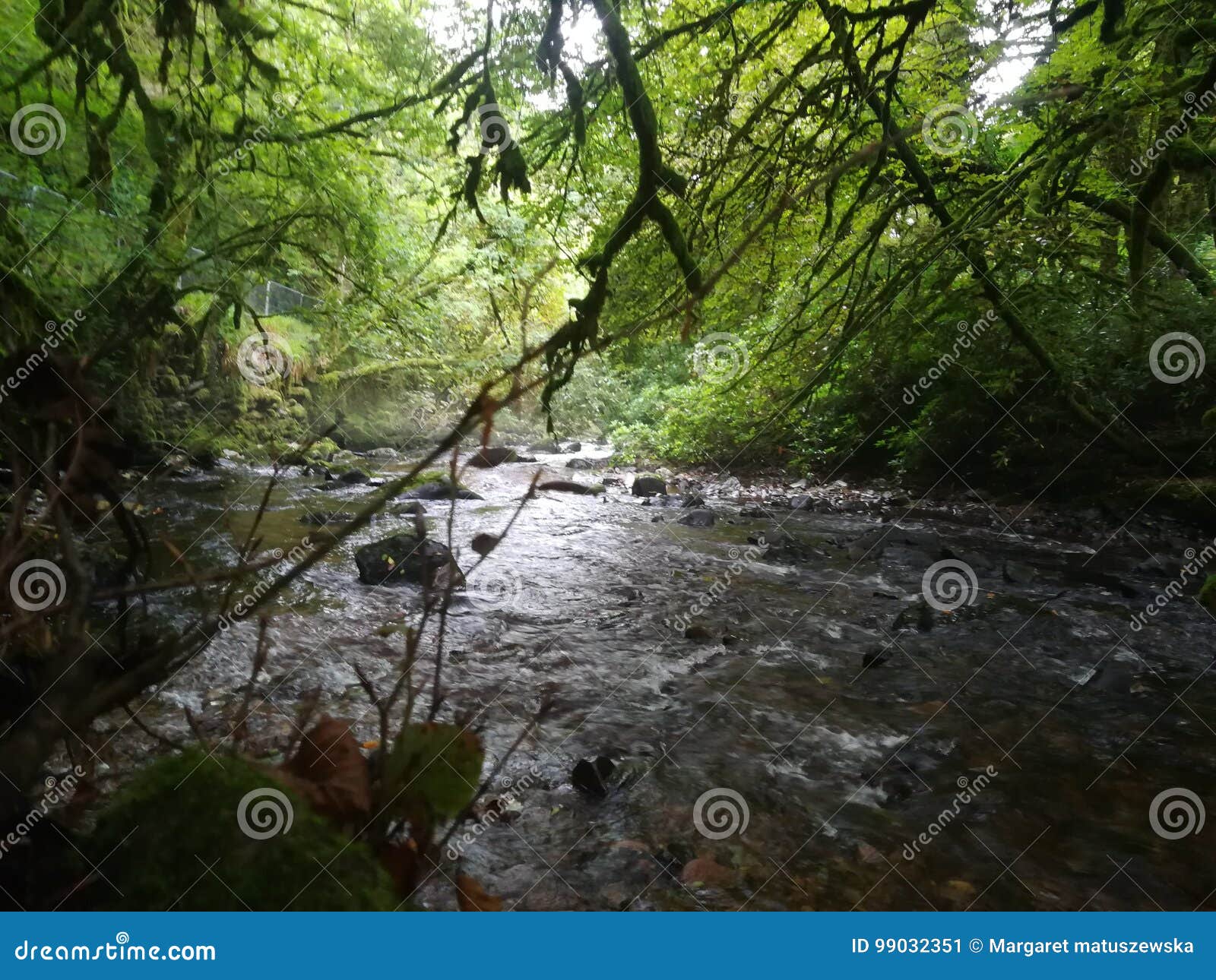By the stream stock image. Image of summer, stream, view - 99032351