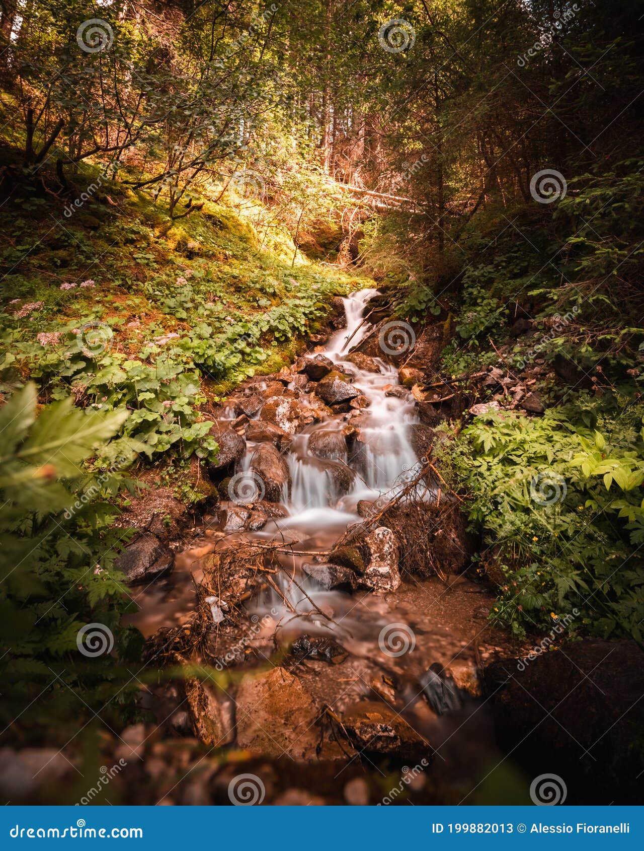 A Stream in the Woods of the Dolomites Stock Image - Image of nature ...
