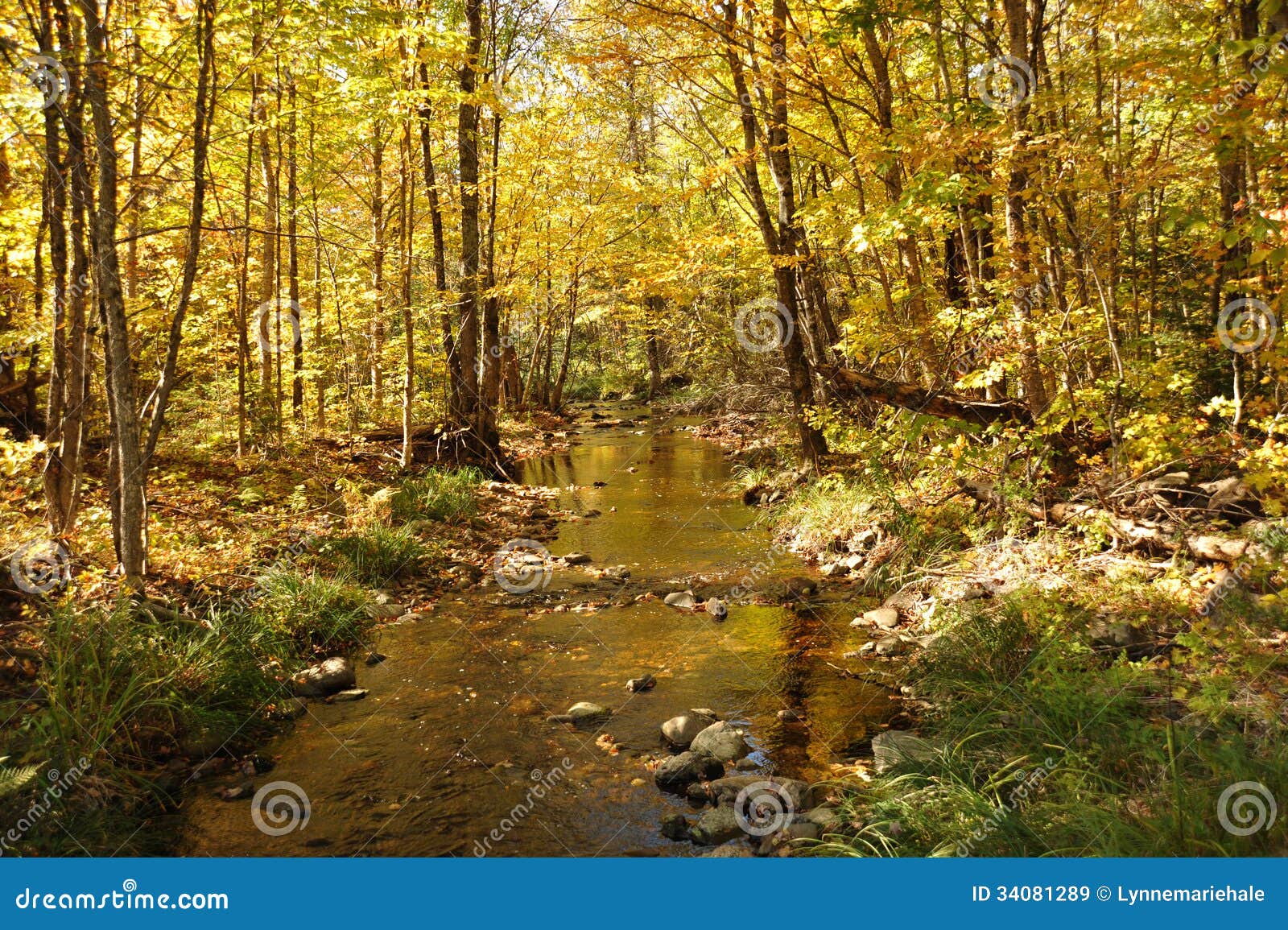 Stream in the woods stock image. Image of path, trees - 34081289