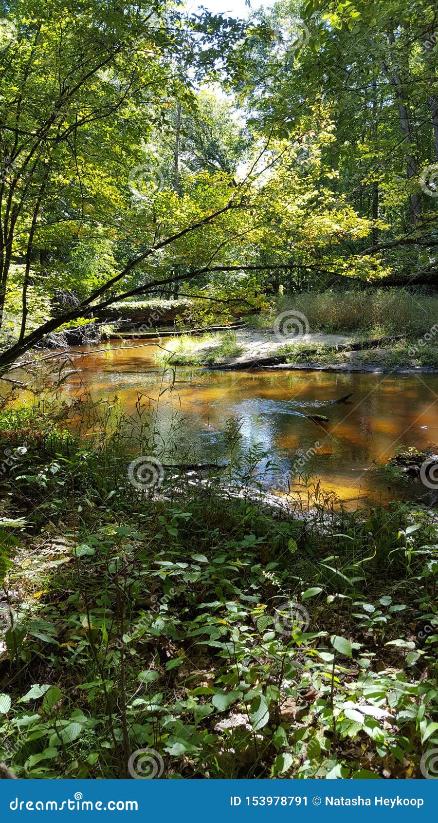 Stream in the woods stock image. Image of woods, peaceful - 153978791