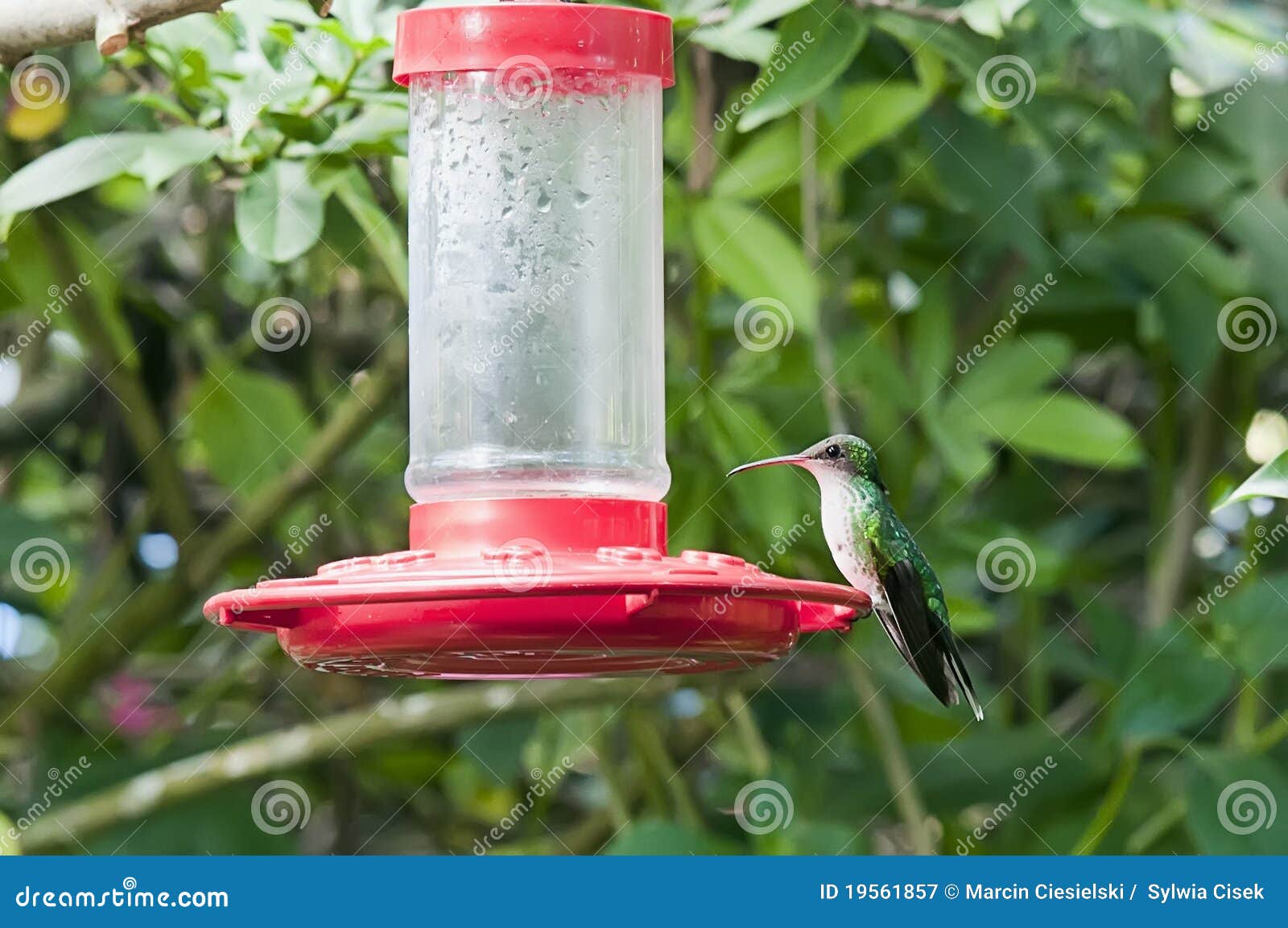 Streamer Tailed Hummingbird (female) Stock Image - Image of doctor ...