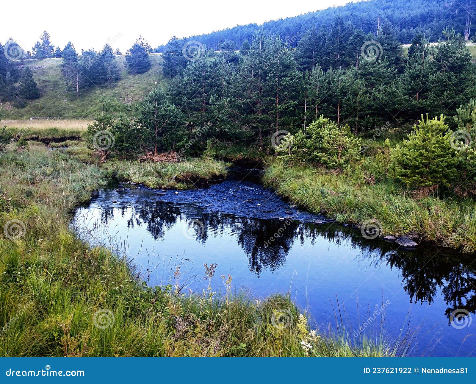 Streaming River in the Lake in the Middle of the Forest Stock Photo ...