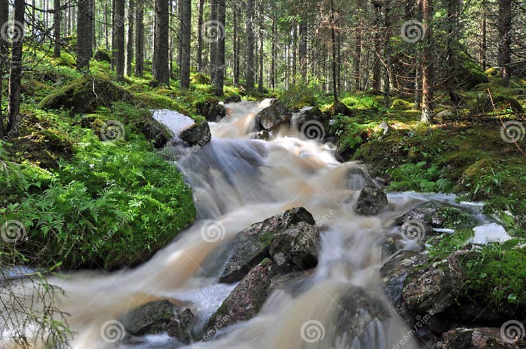 Streaming water stock photo. Image of wilderness, raining - 10334340
