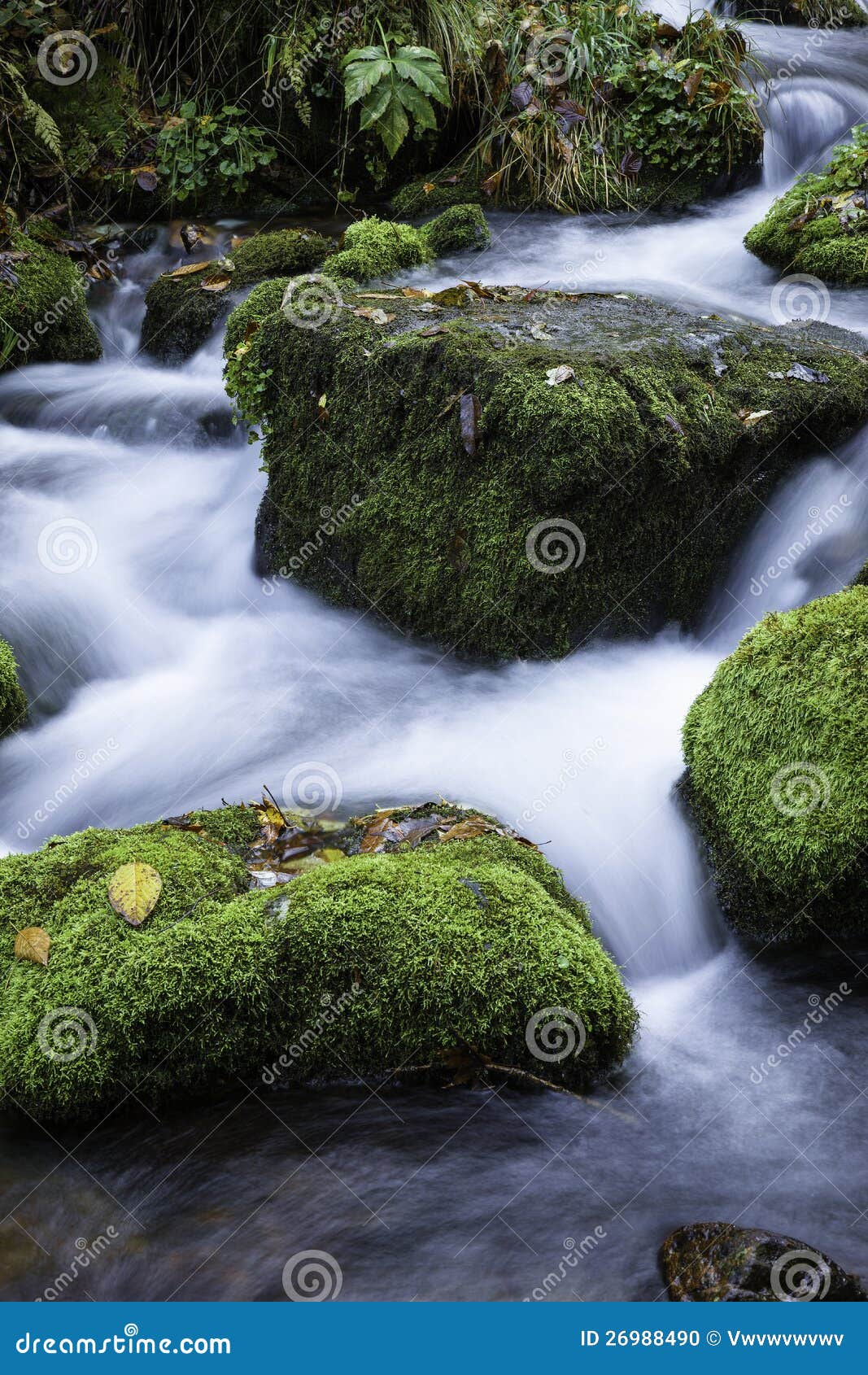 Streamlet в пуще стоковое фото. изображение насчитывающей падение ...