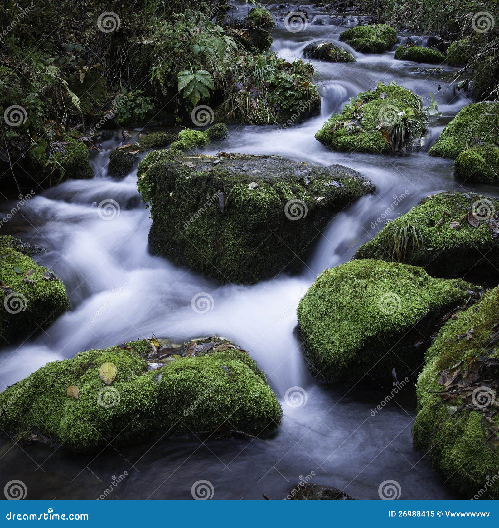 Streamlet in a forest stock image. Image of rocks, wild - 26988415