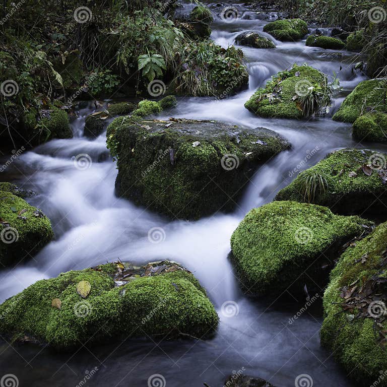 Streamlet in a forest stock image. Image of rocks, wild - 26988415