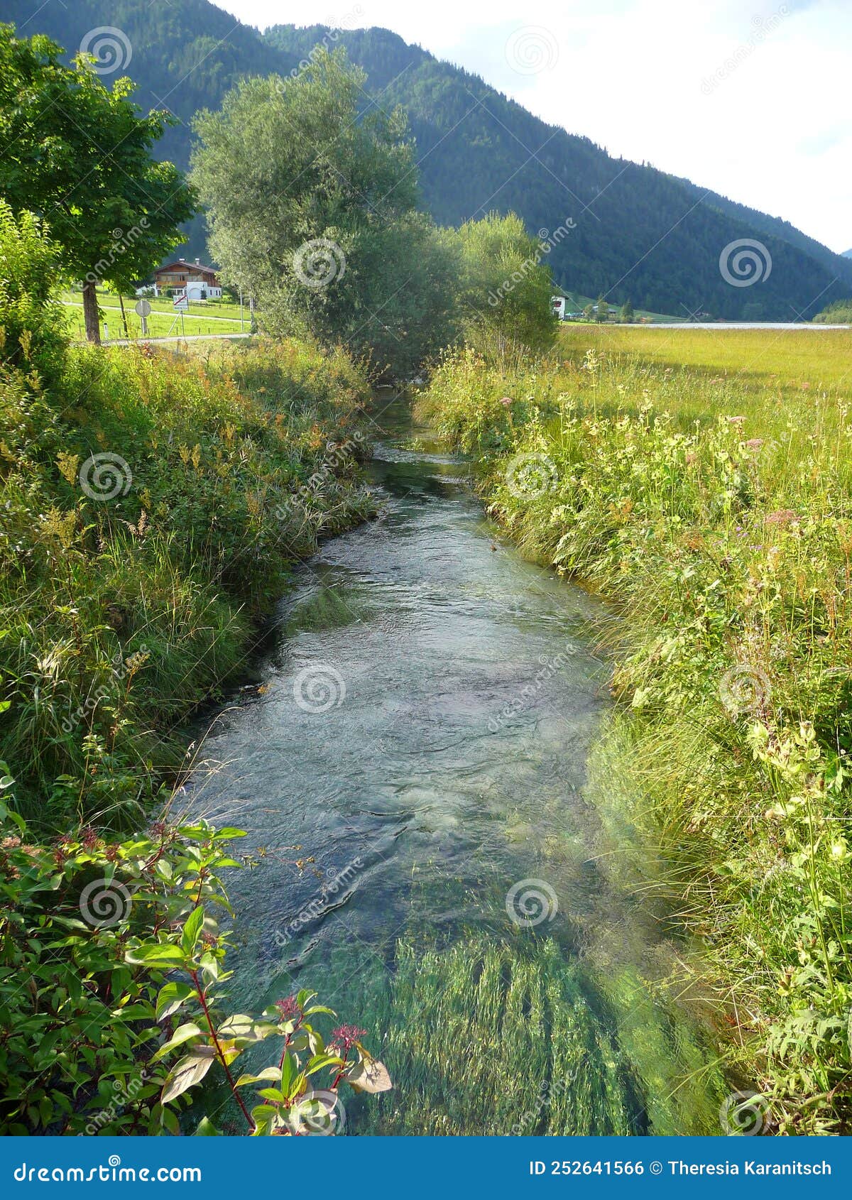 A streamlet and a meadow stock photo. Image of stream - 252641566