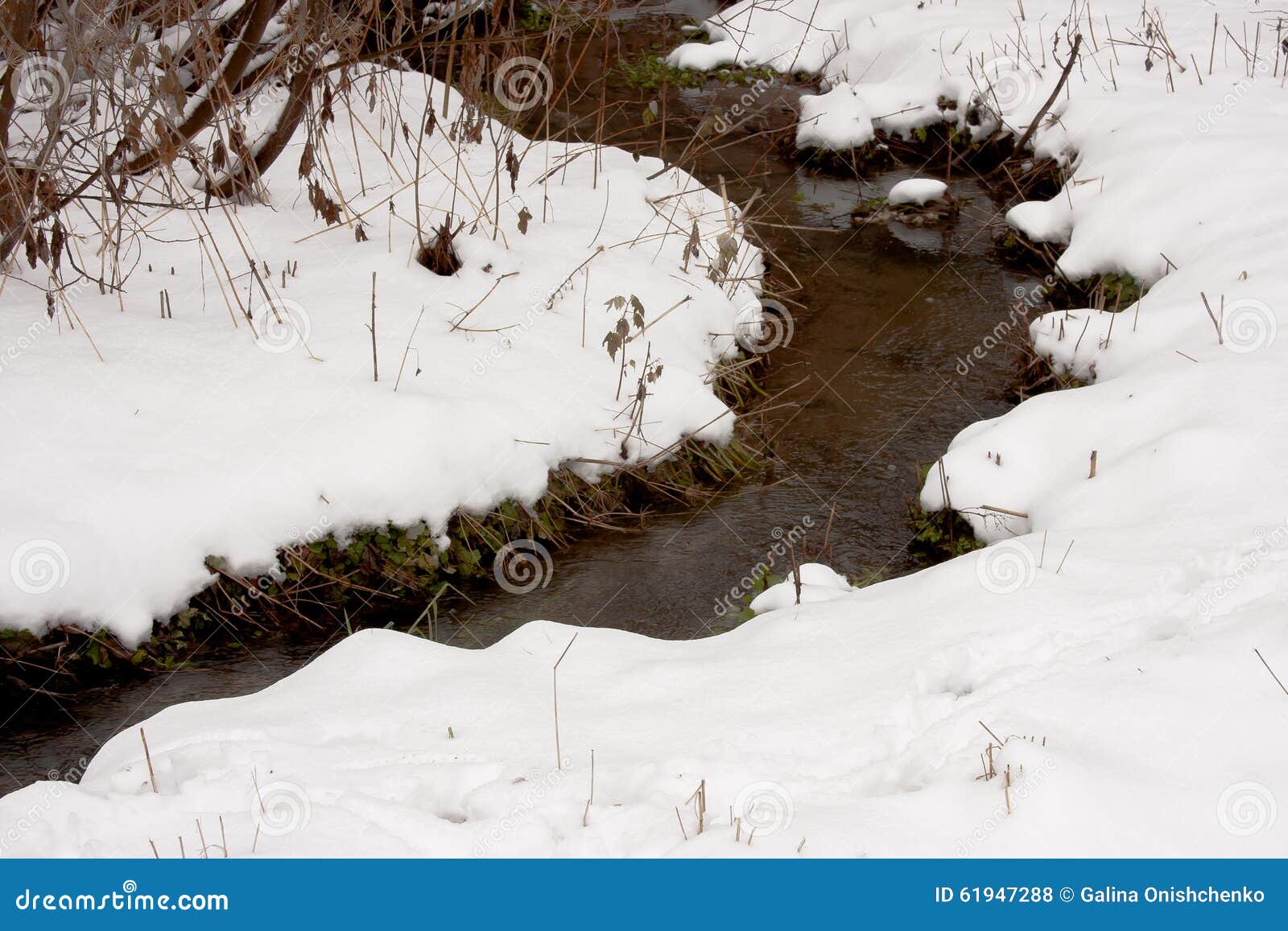 Streamlet in a winter wood stock photo. Image of pond - 61947288