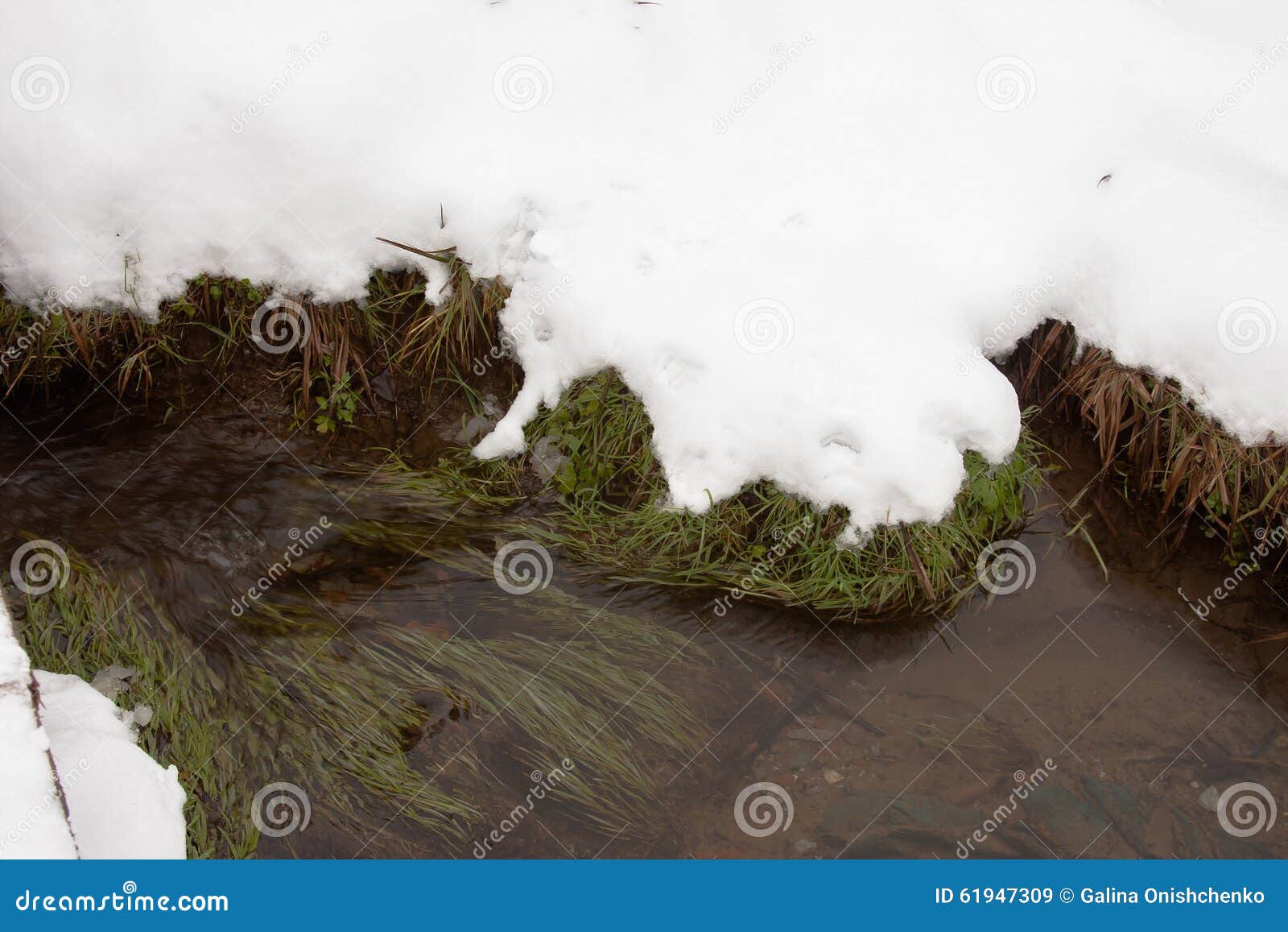 Small Streamlet Flowing Into Lake With Stagnant Water Among The Jungle ...