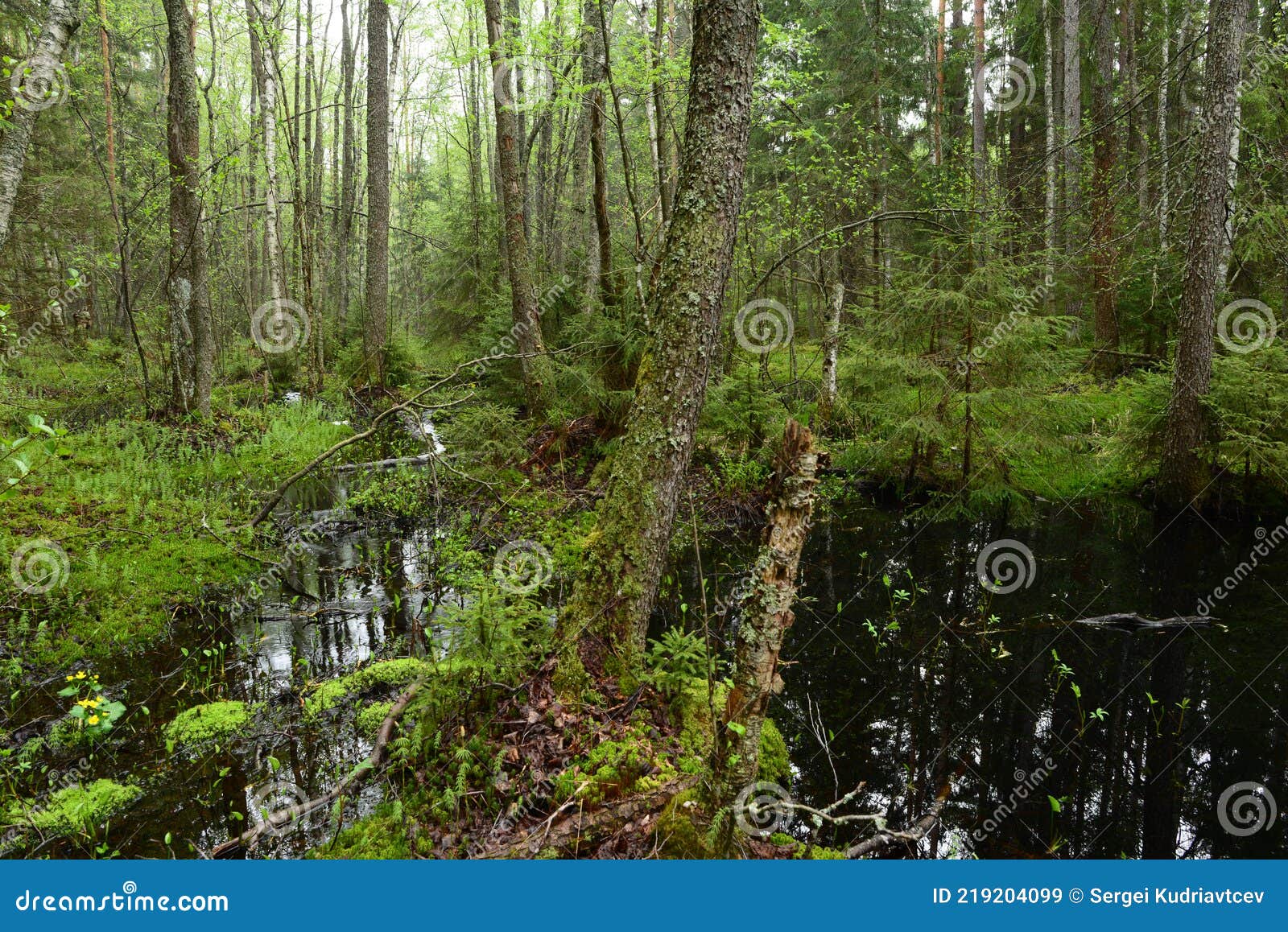 Streams Flow in the Spring Green Forest Stock Image - Image of moss ...