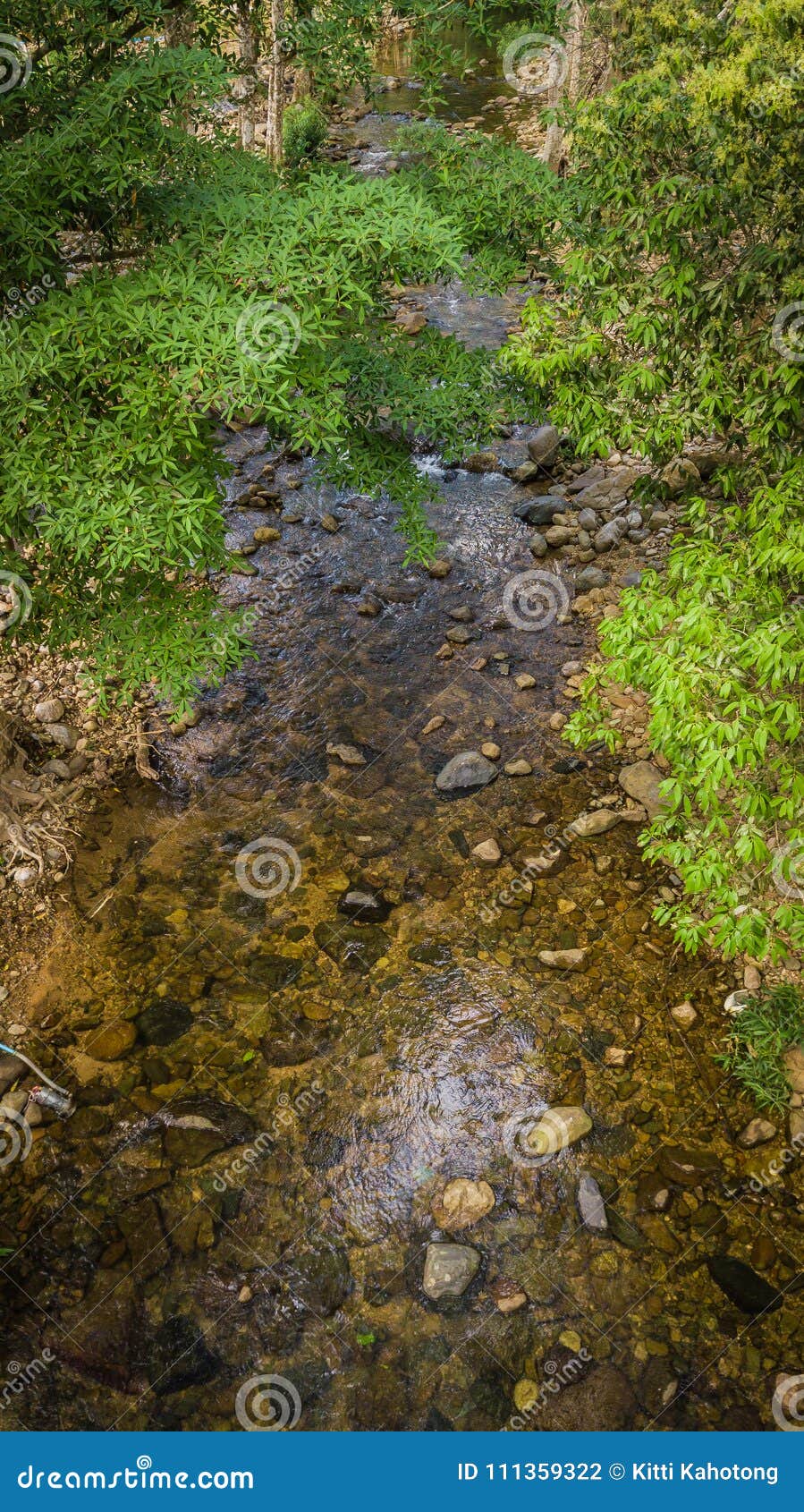Streams in the forest stock photo. Image of water, stream - 111359322