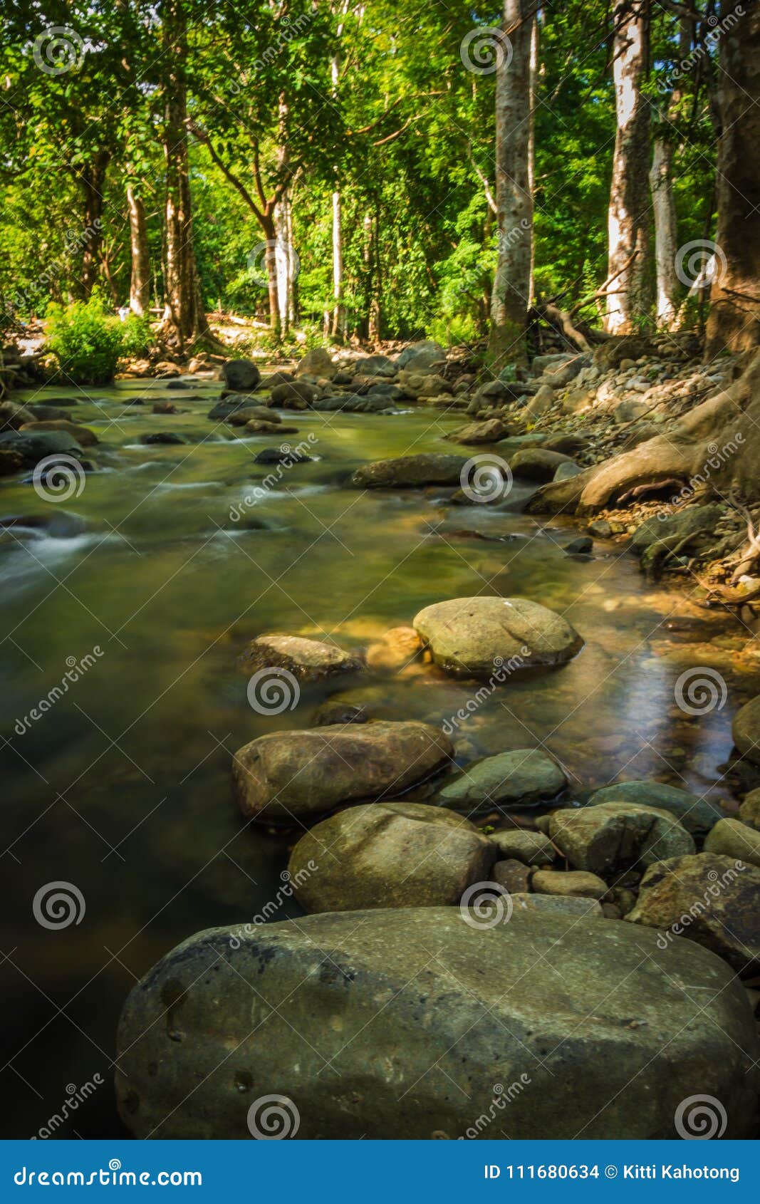 Streams in the forest stock photo. Image of mountain - 111680634