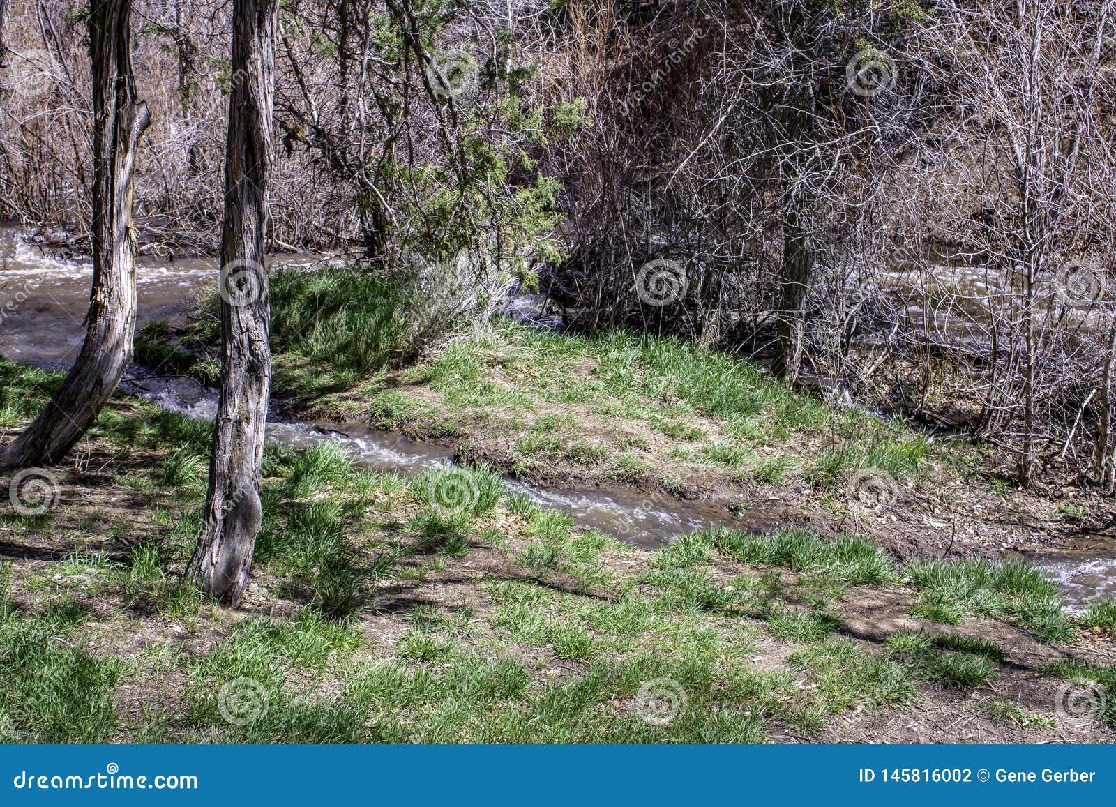 Streams Separate stock photo. Image of nature, green - 145816002