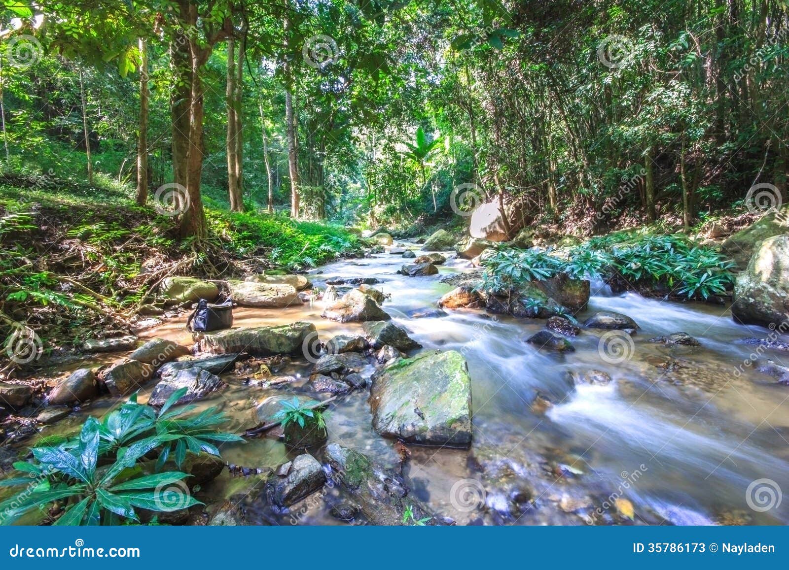 Streams in the Tropical Rainforest Stock Image - Image of flora ...
