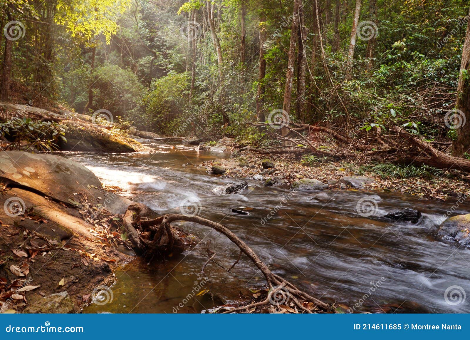 A Stream Flowing in a Completely Natural Forest. the Integrity of the ...