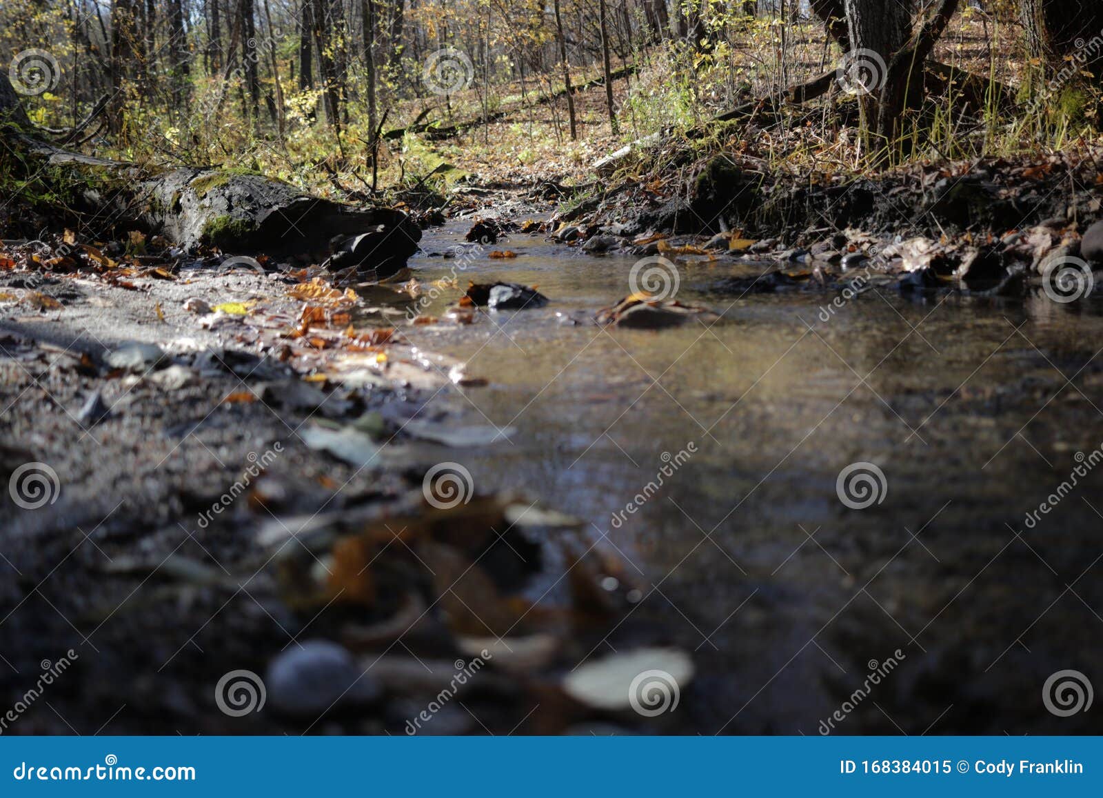 A Streamview forest stock image. Image of streamview - 168384015
