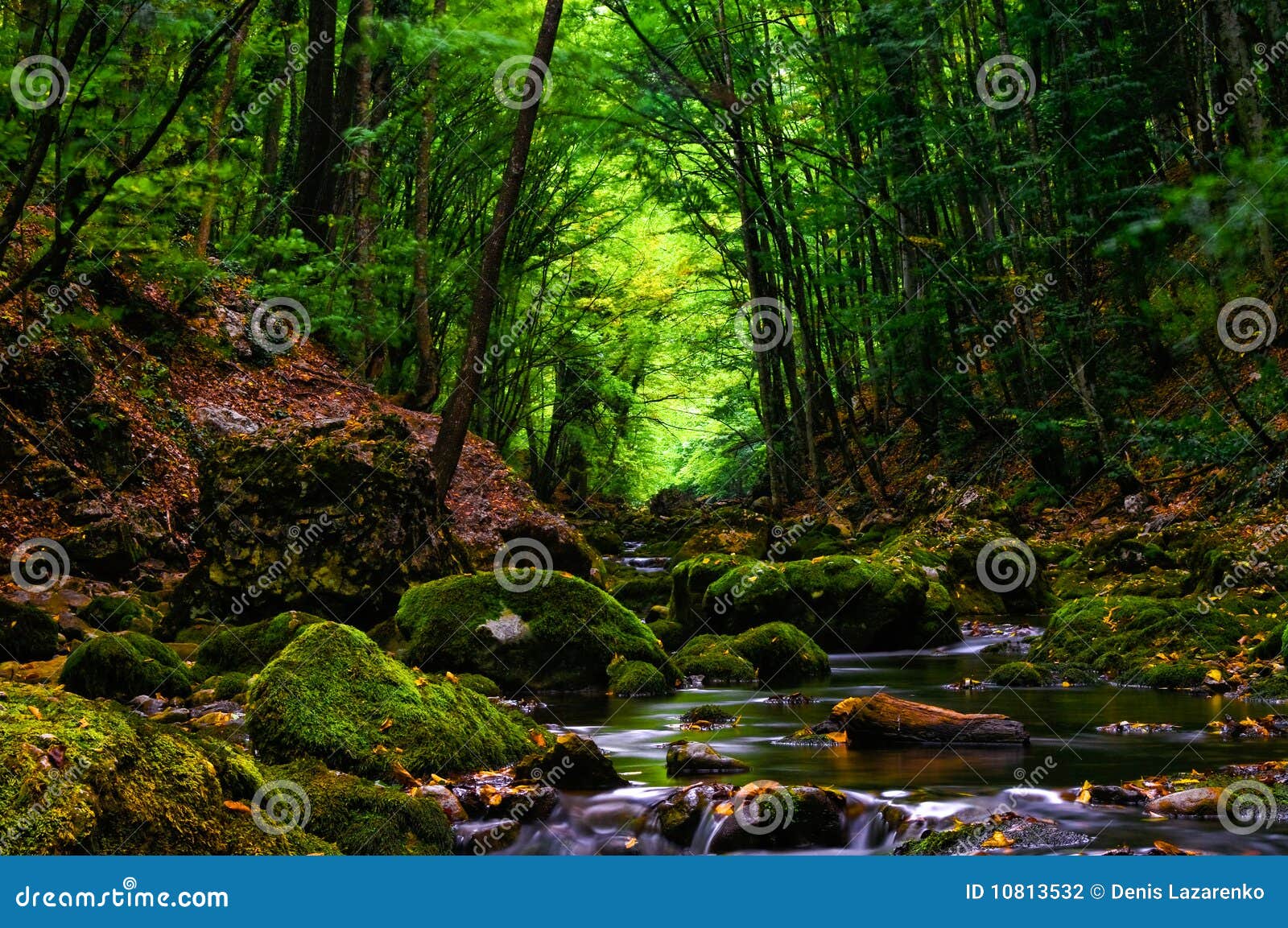 Strean tin forest stock photo. Image of liquid, deep - 10813532