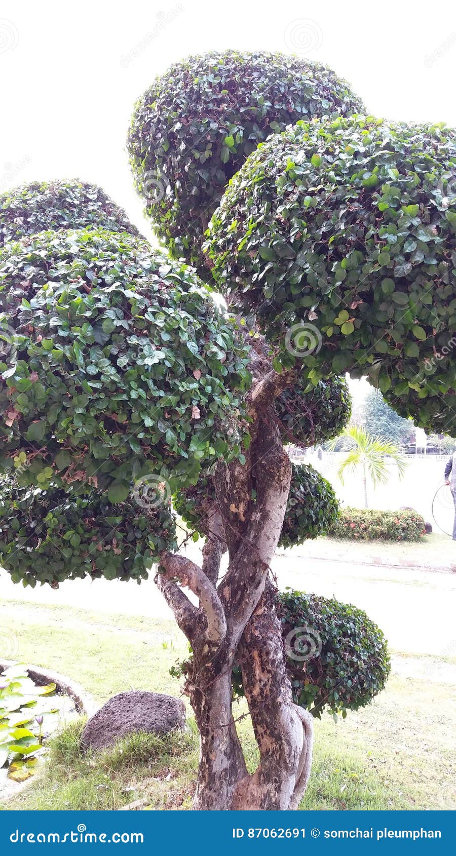 Streblus Asper Lour Tooth Brush Tree Stock Image - Image of plant ...