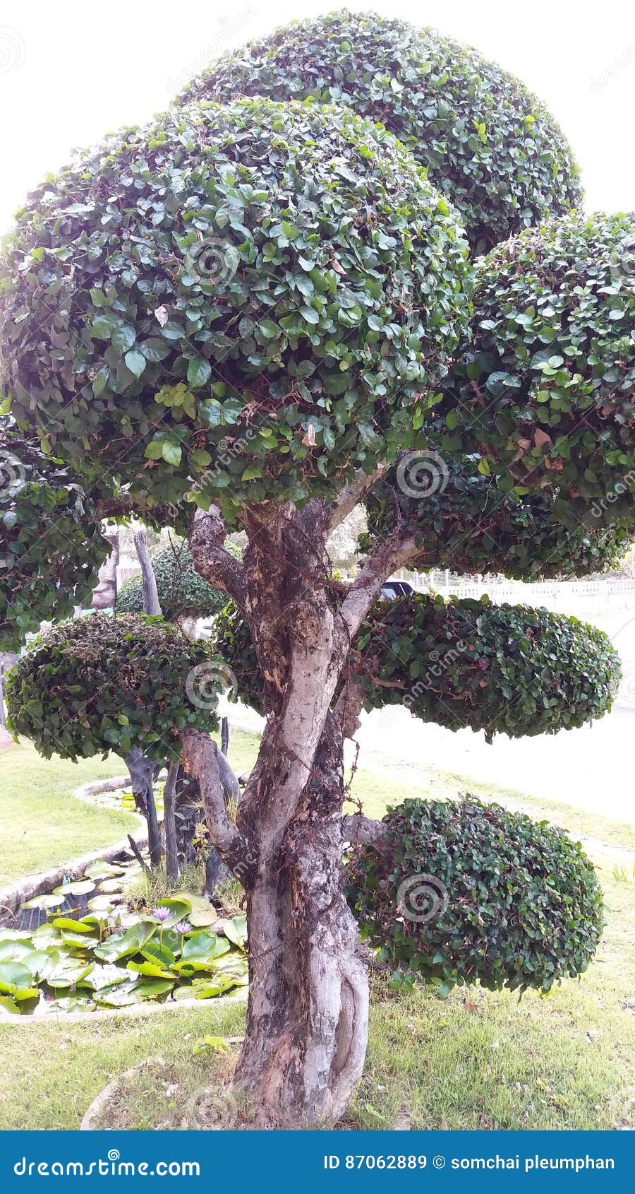 Streblus Asper Lour Tooth Brush Tree Stock Image - Image of tooth ...