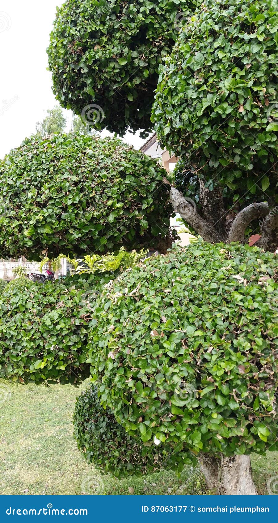 Streblus Asper Lour Tooth Brush Tree Stock Image - Image of garden ...