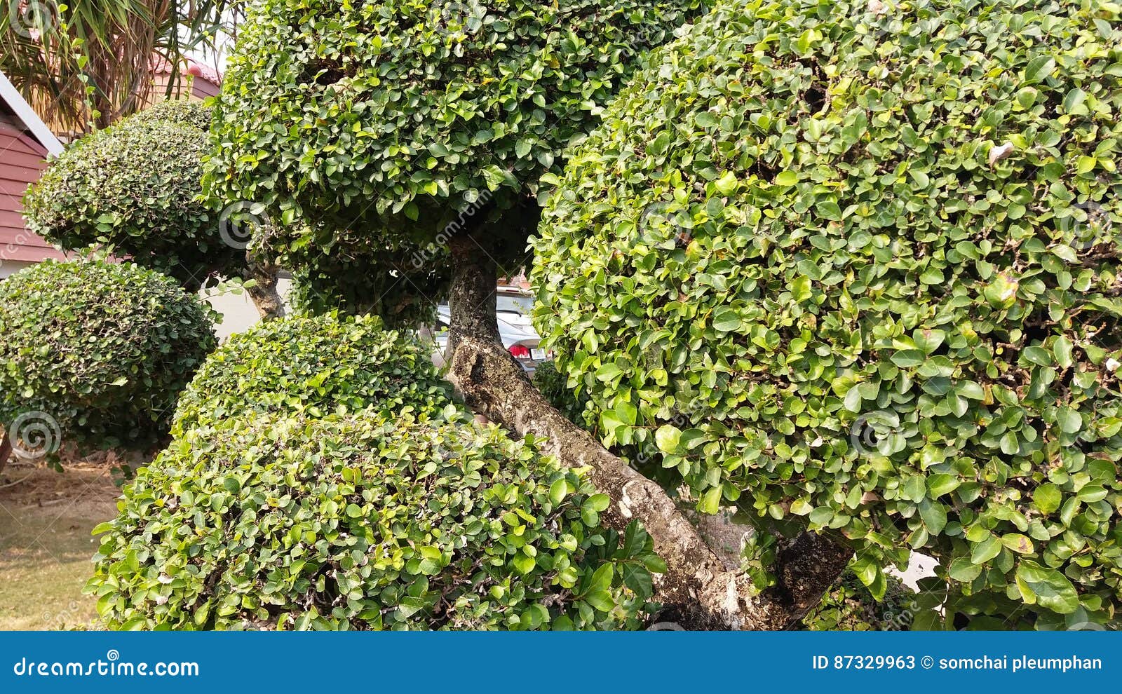 Streblus Asper Lour Tooth Brush Tree Stock Image - Image of tree ...