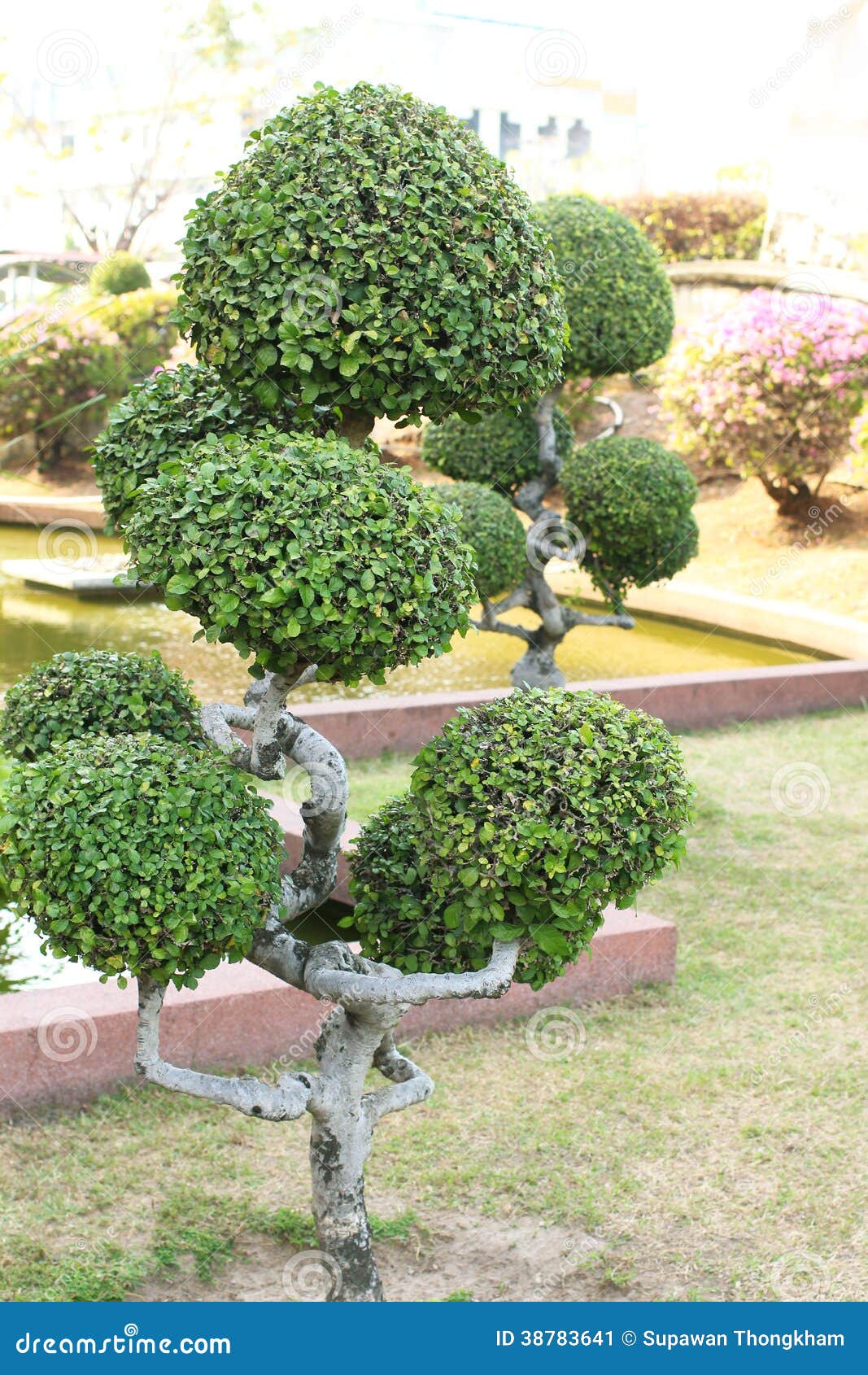 Streblus asper tree stock image. Image of ecological - 38783641