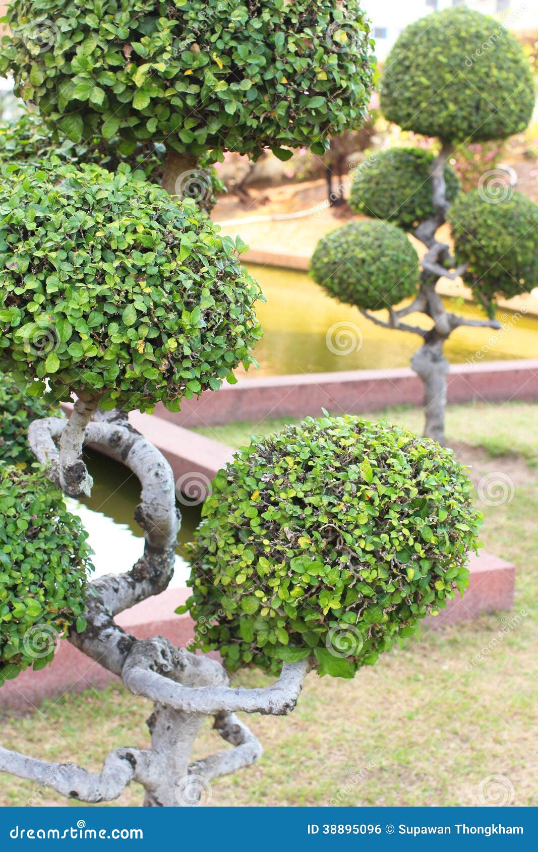 Streblus asper tree stock photo. Image of park, asper - 38895096