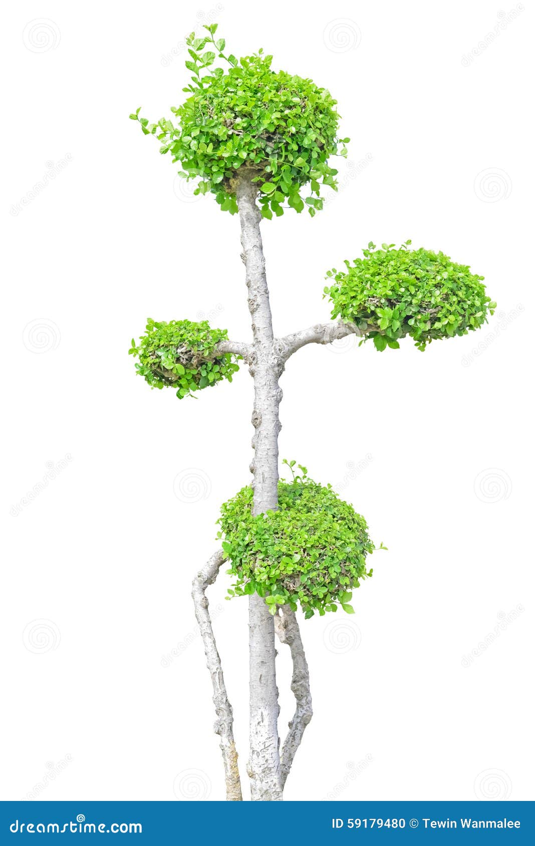 Streblus asper tree stock photo. Image of asper, lawn - 59179480