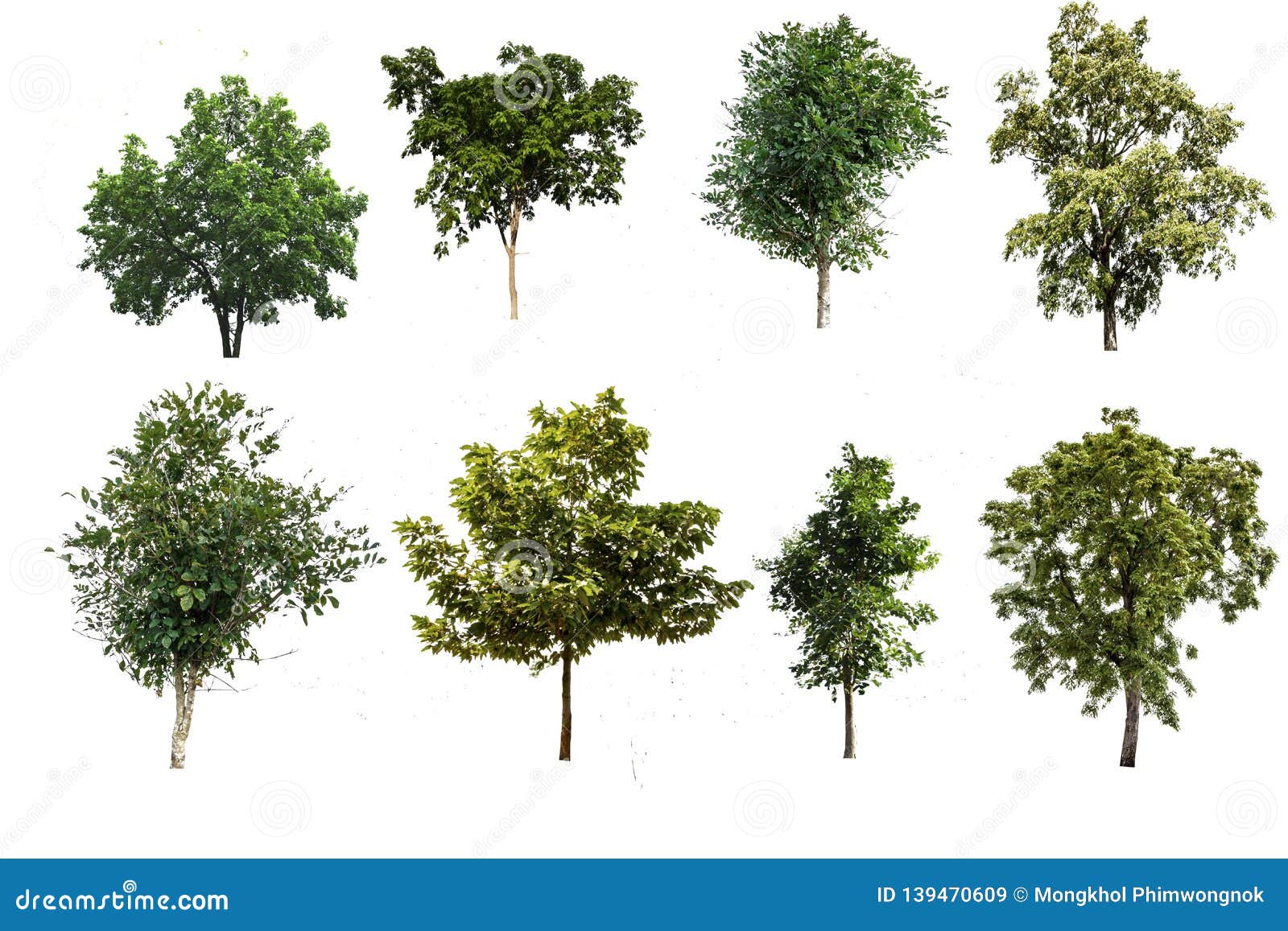 Isolated Trees On White Background , The Collection Of Trees Stock ...
