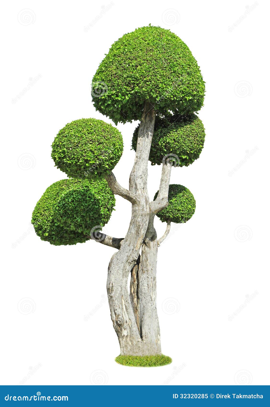 Streblus asper tree stock image. Image of formal, plant - 32320285