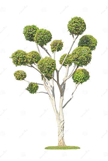 Streblus asper tree stock photo. Image of plant, cultivated - 32320520