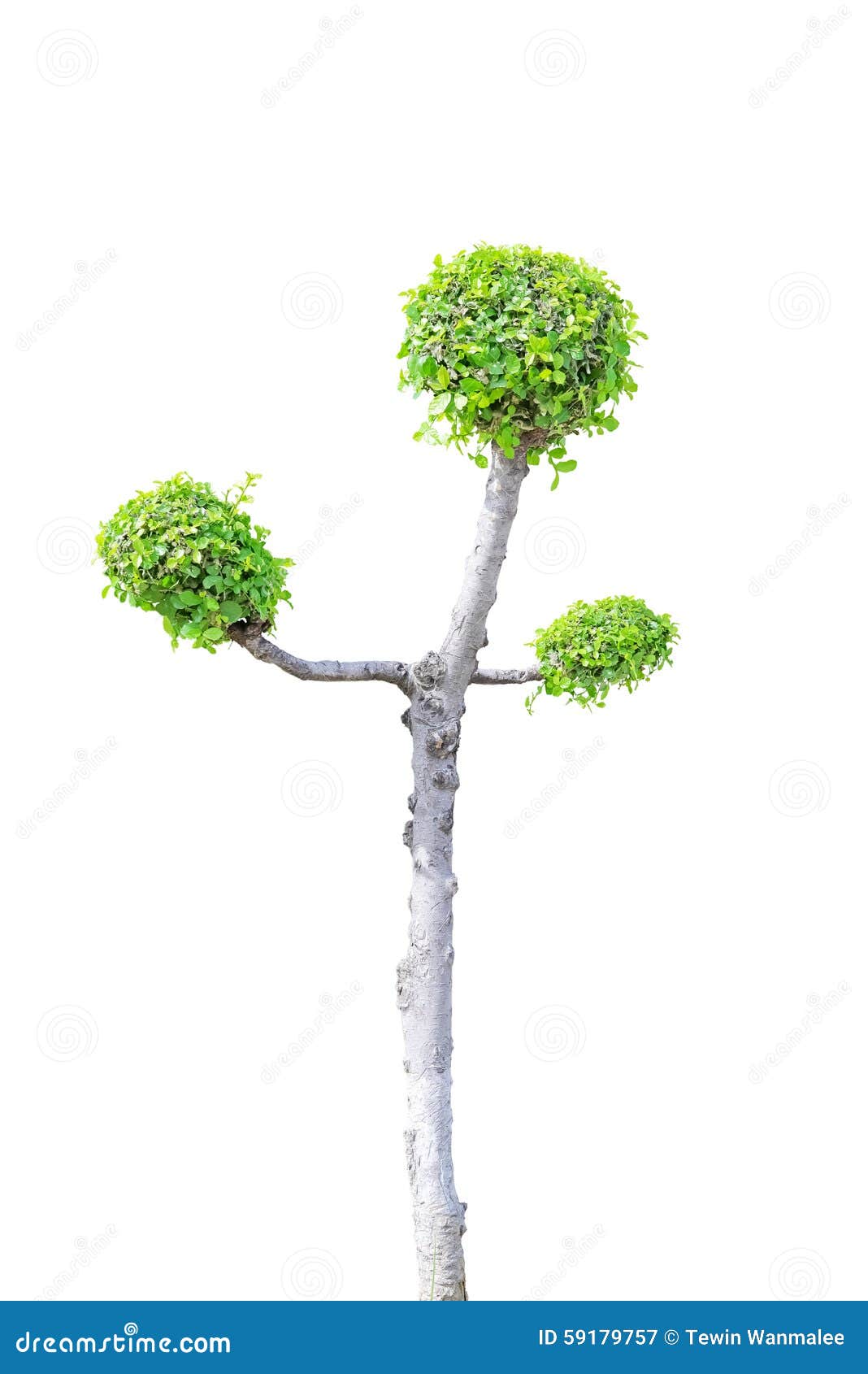 Streblus asper tree stock image. Image of growing, environment - 59179757