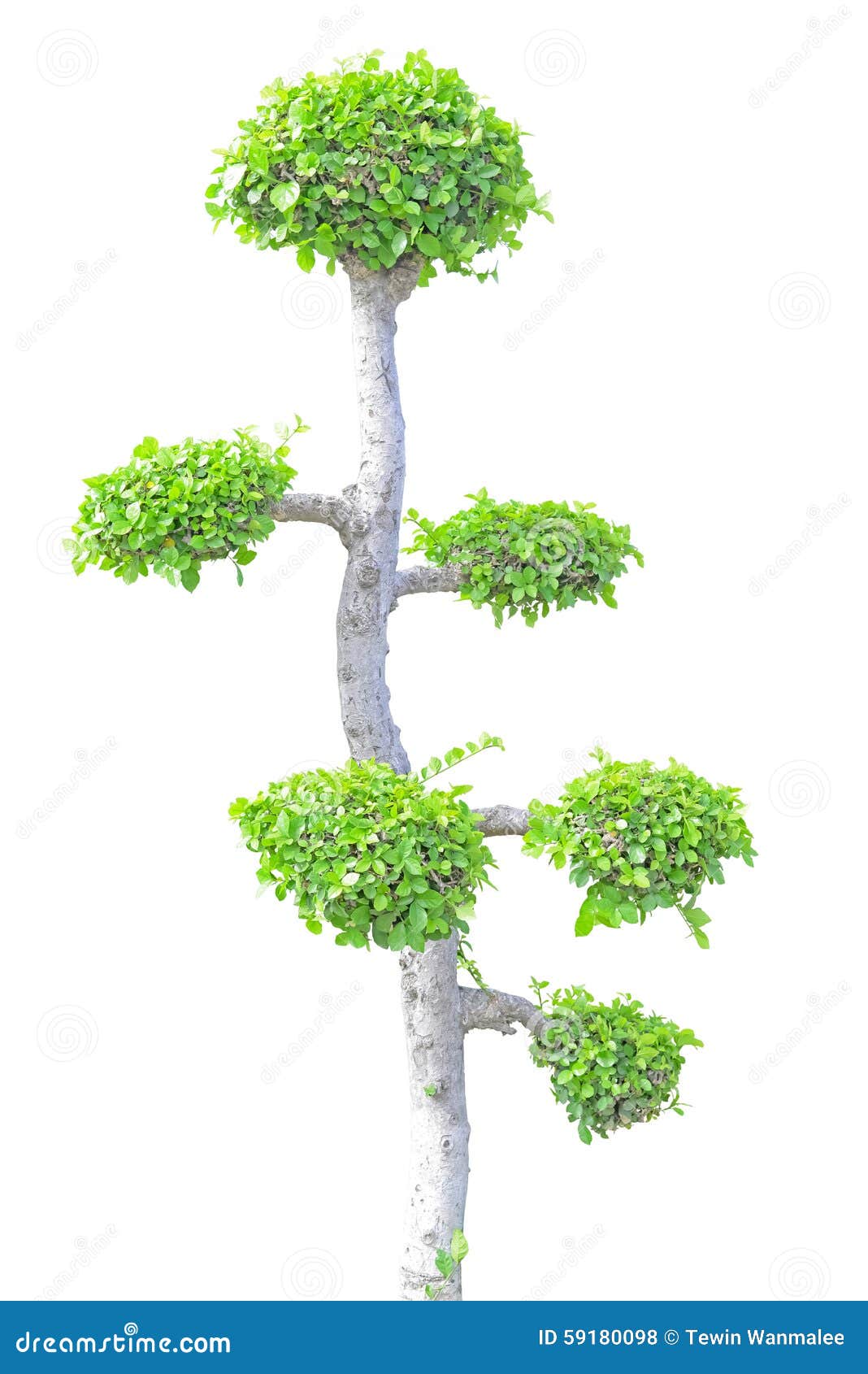 Streblus asper tree stock photo. Image of lawn, natural - 59180098