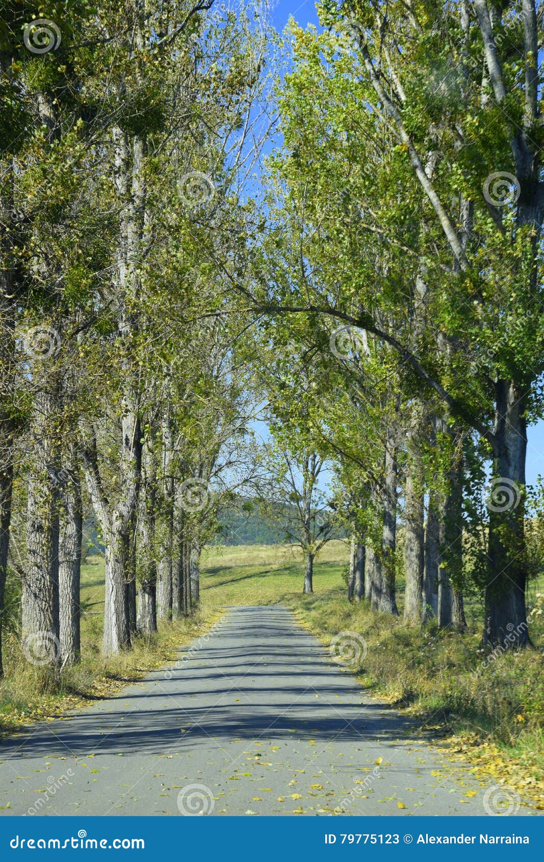 Street with aligned trees stock image. Image of europe - 79775123