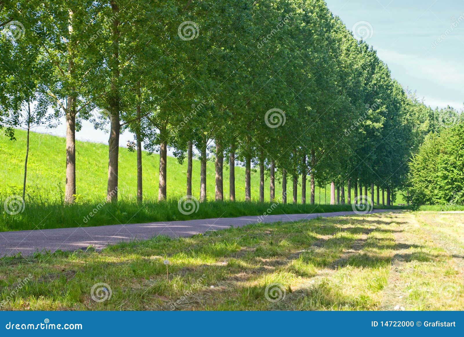 Street Along a Row of Trees Stock Photo - Image of spring, outdoors ...