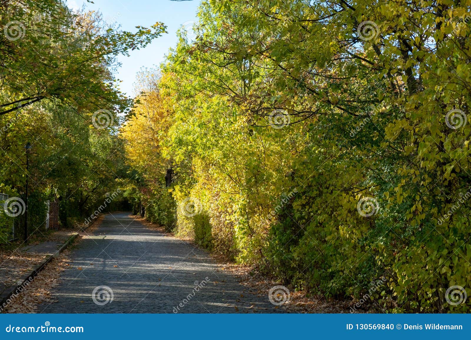 A Street in Autumn with Many Trees Stock Photo - Image of autumn ...