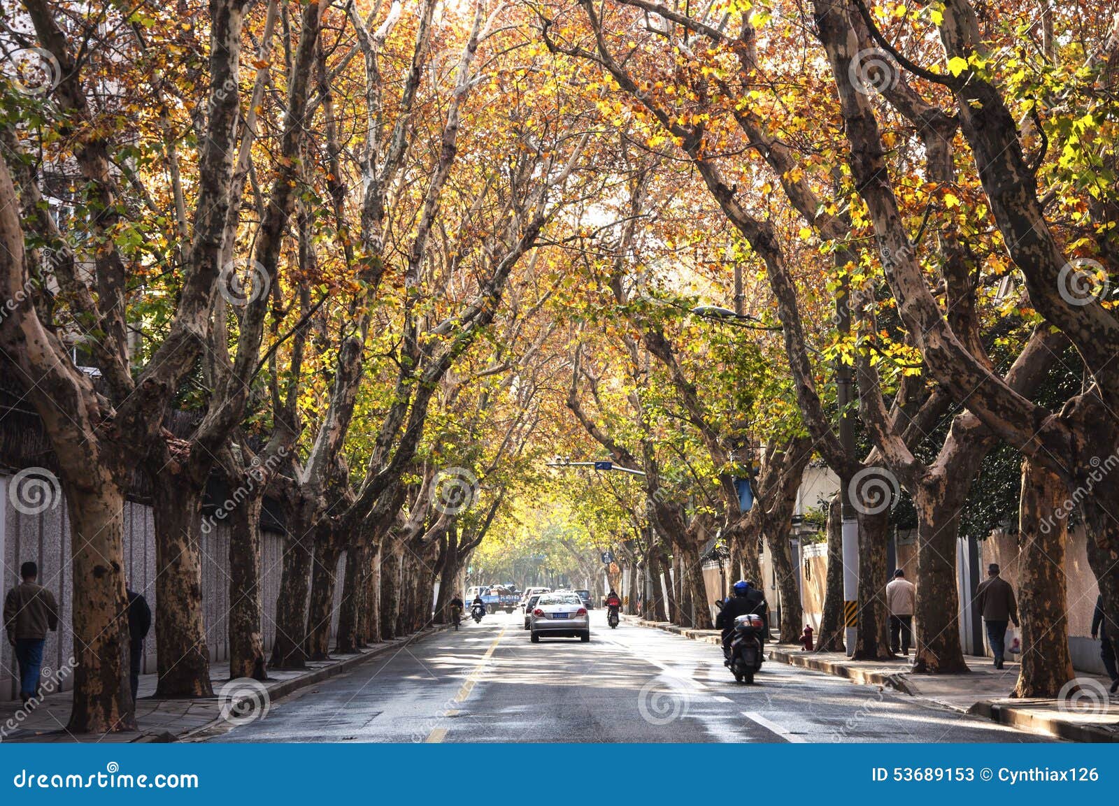 Street in Autumn in Shanghai Editorial Stock Photo - Image of yellow ...