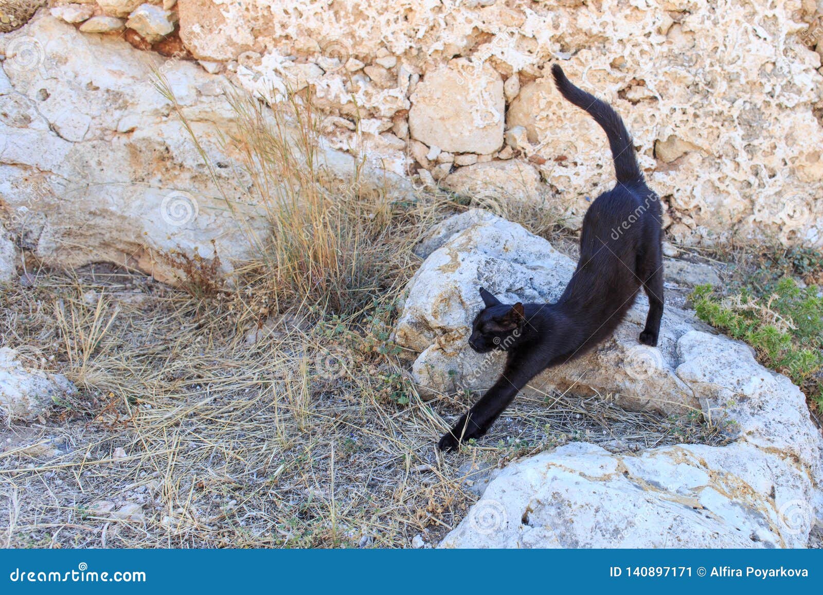 Street Black Cat Which Arches the Back Stock Image - Image of arched ...