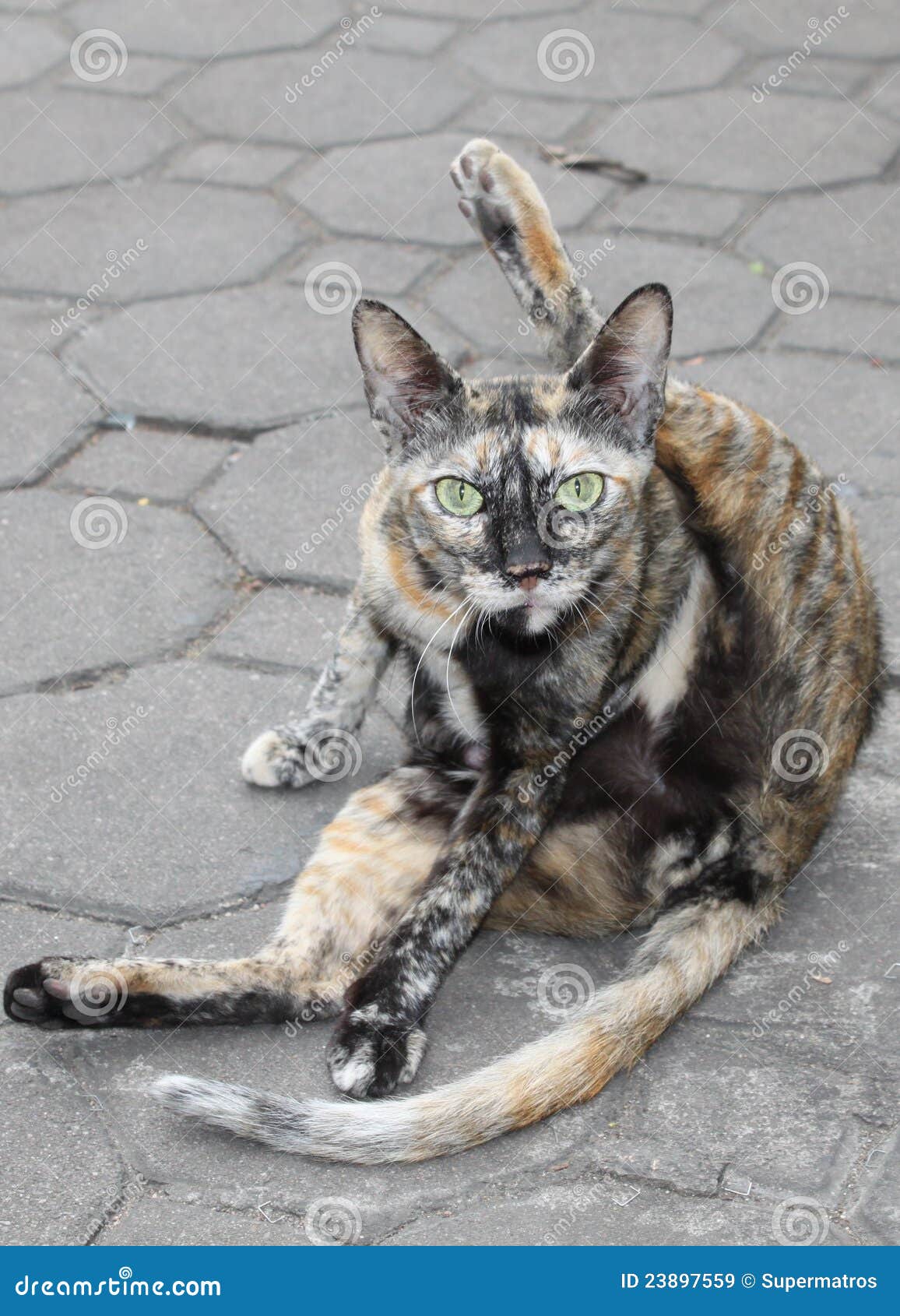 Street cat stock image. Image of street, striped, eyes - 23897559