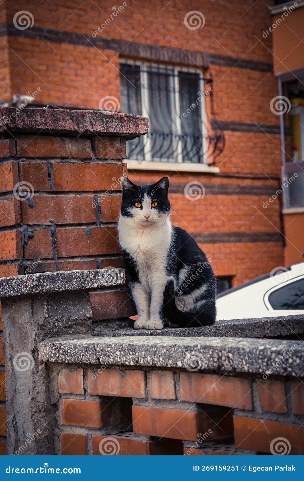 Street Catt stock image. Image of streetcat, street - 269159251