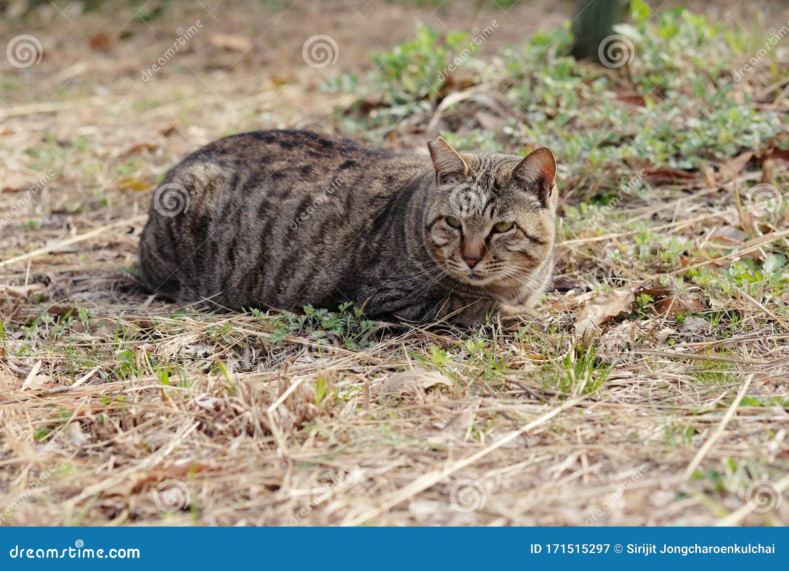 Street Cat Crouching on Side Street in Park Stock Image - Image of ...