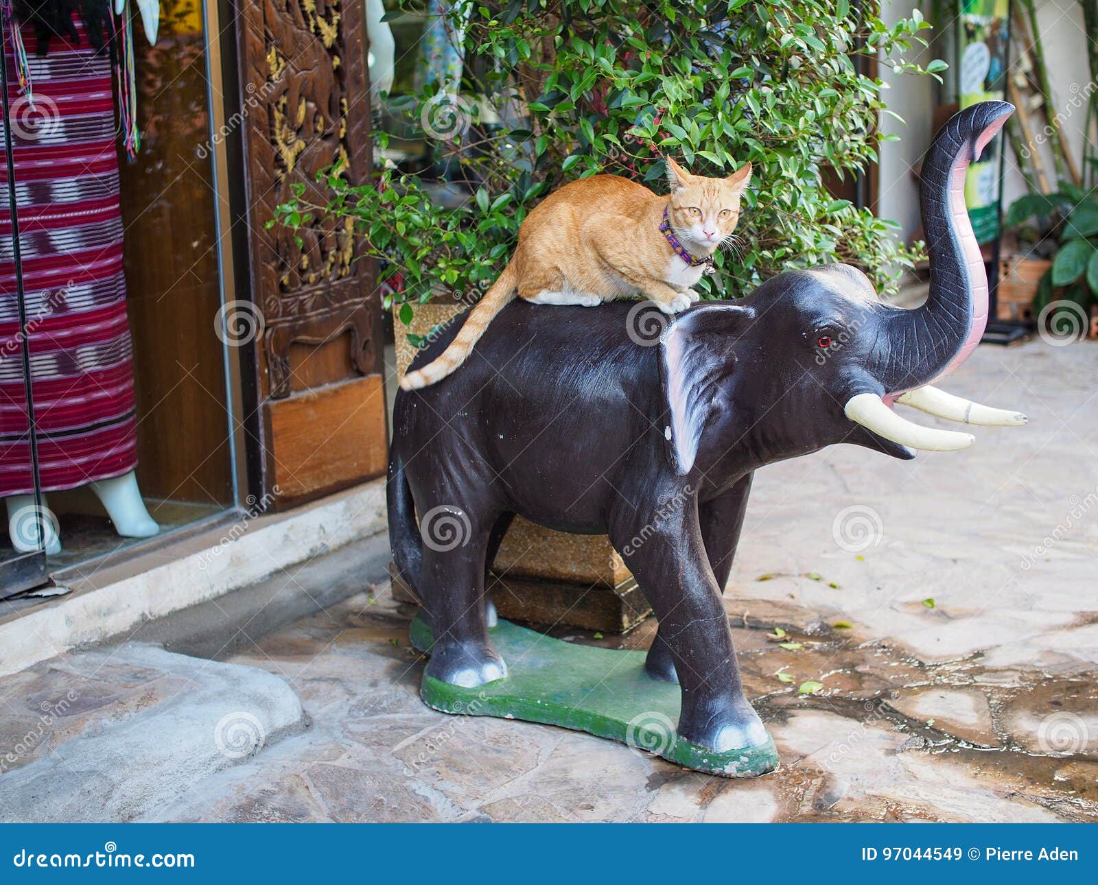Street cat on elephant stock image. Image of kitty, cute - 97044549