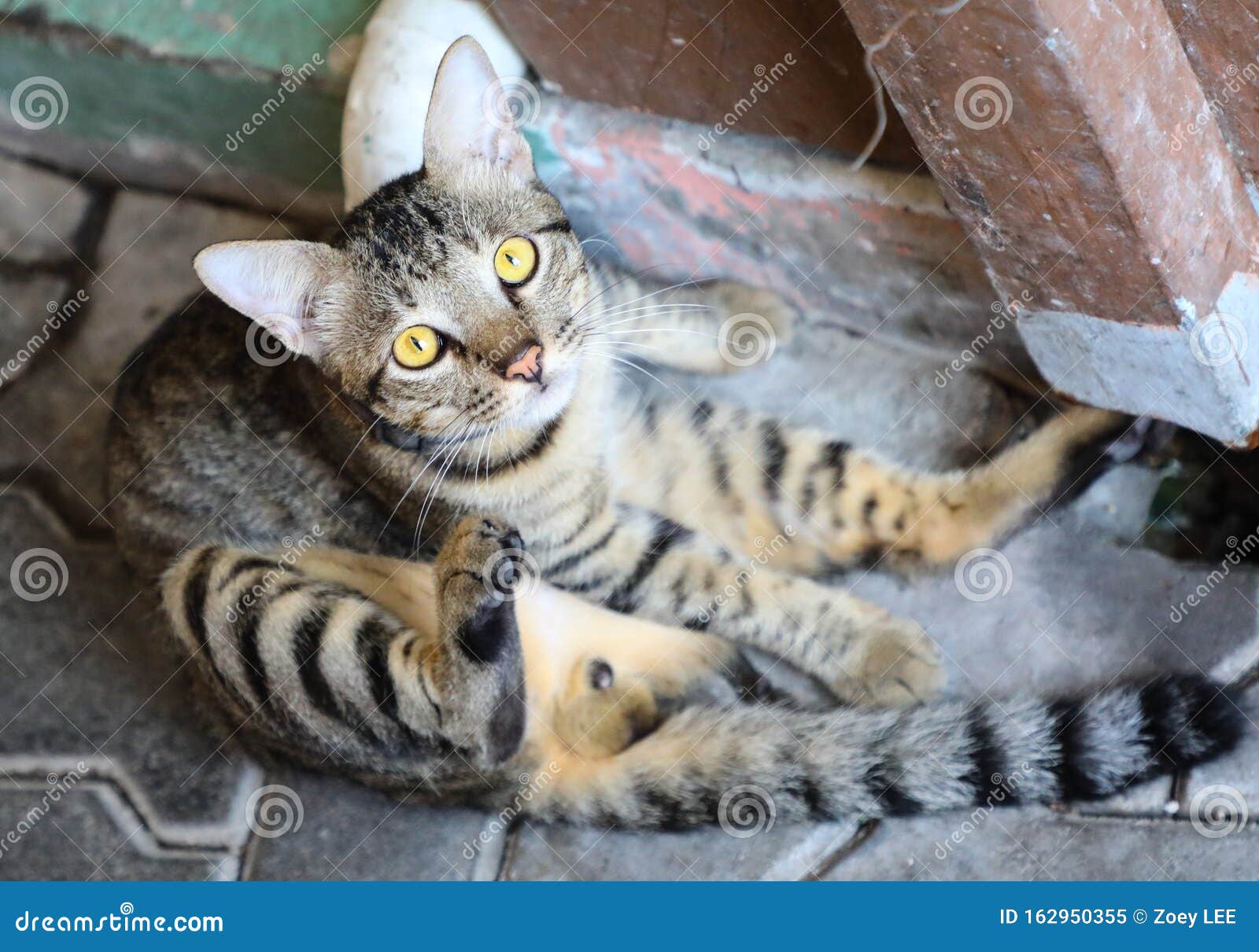 The Street Cat is Forgetting Me. Stock Image - Image of street ...